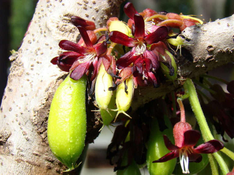 Birambie - Sranang Kukru - De Surinaamse Keuken